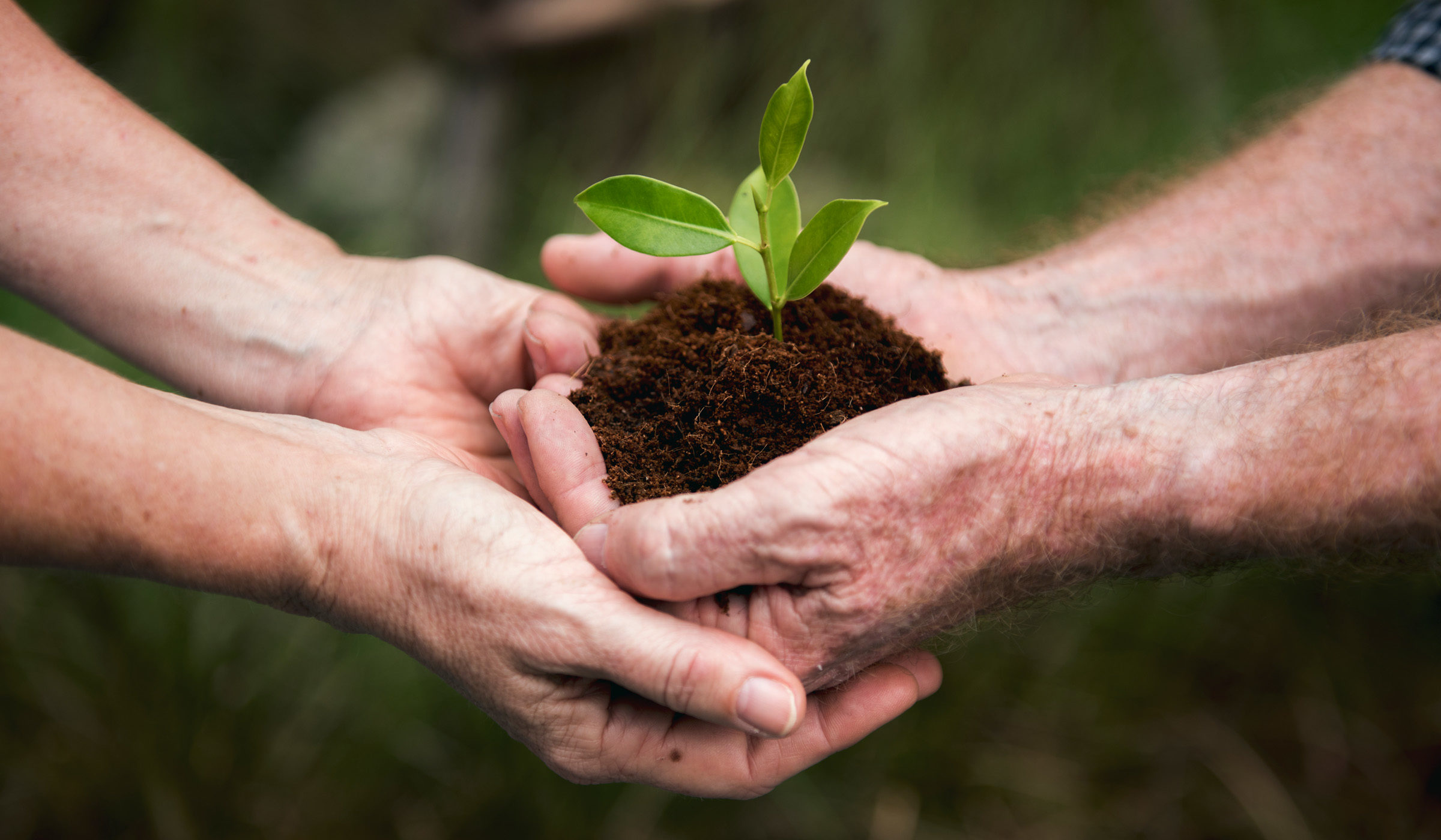 4 Möglichkeiten, die Umwelt zu retten — Taubenschlag