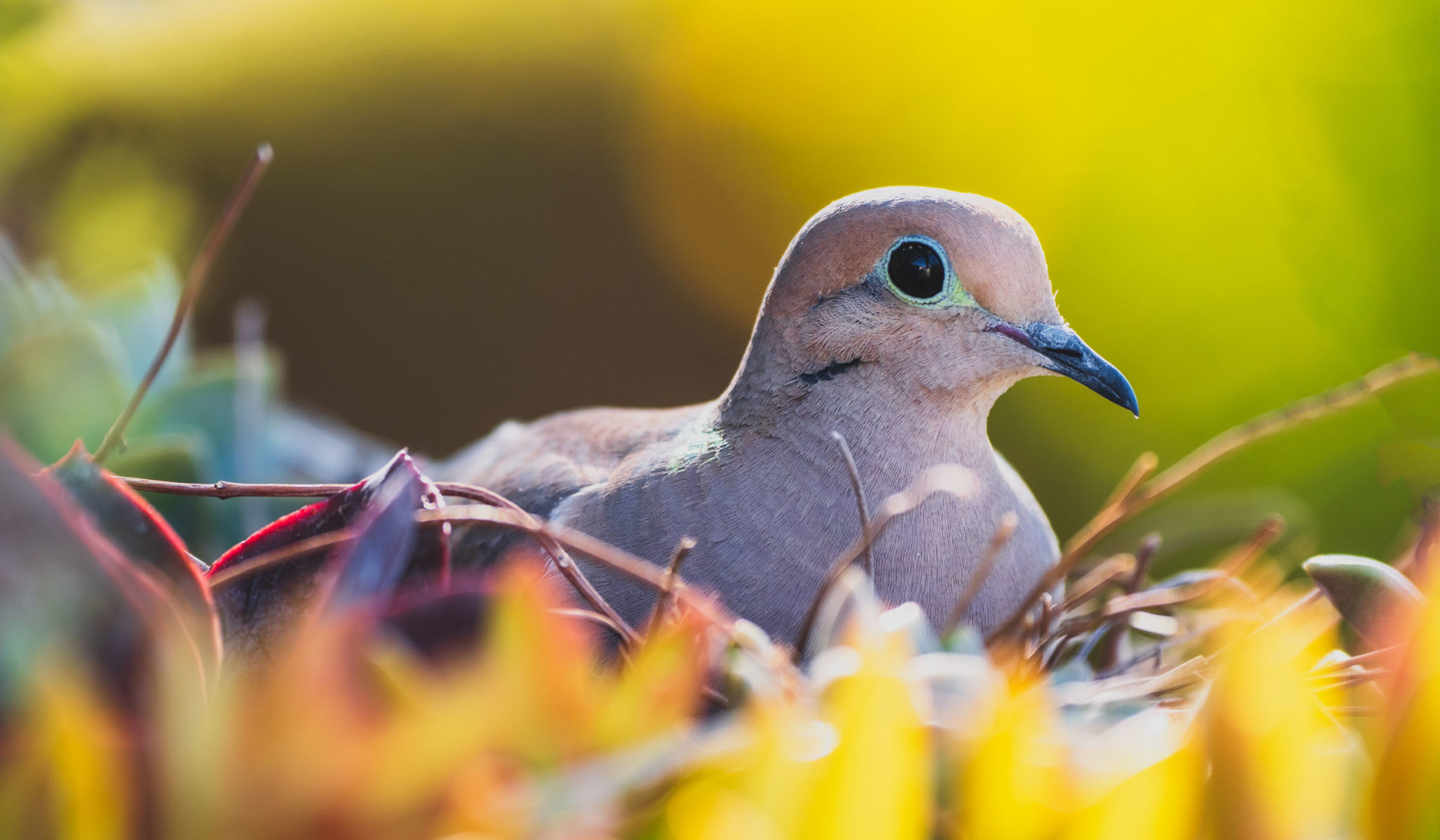 Frühjahrsputz auf unserer Website: Entdecke die Neuerungen! — Taubenschlag